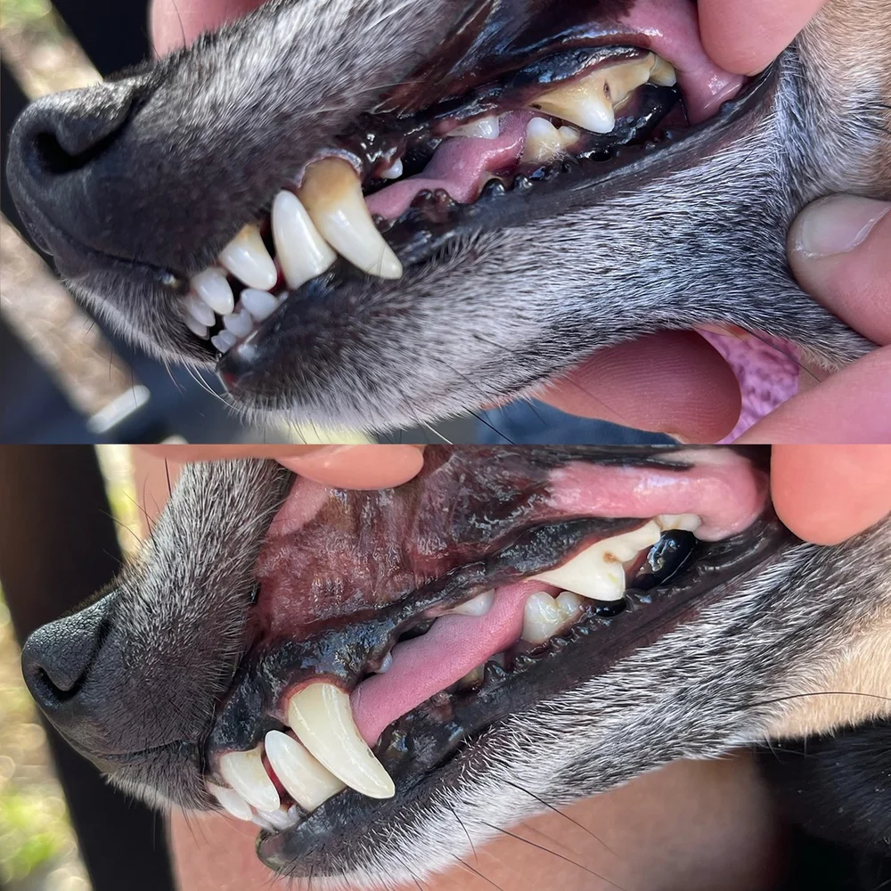 Pet Dental Cleaning — 4Pets