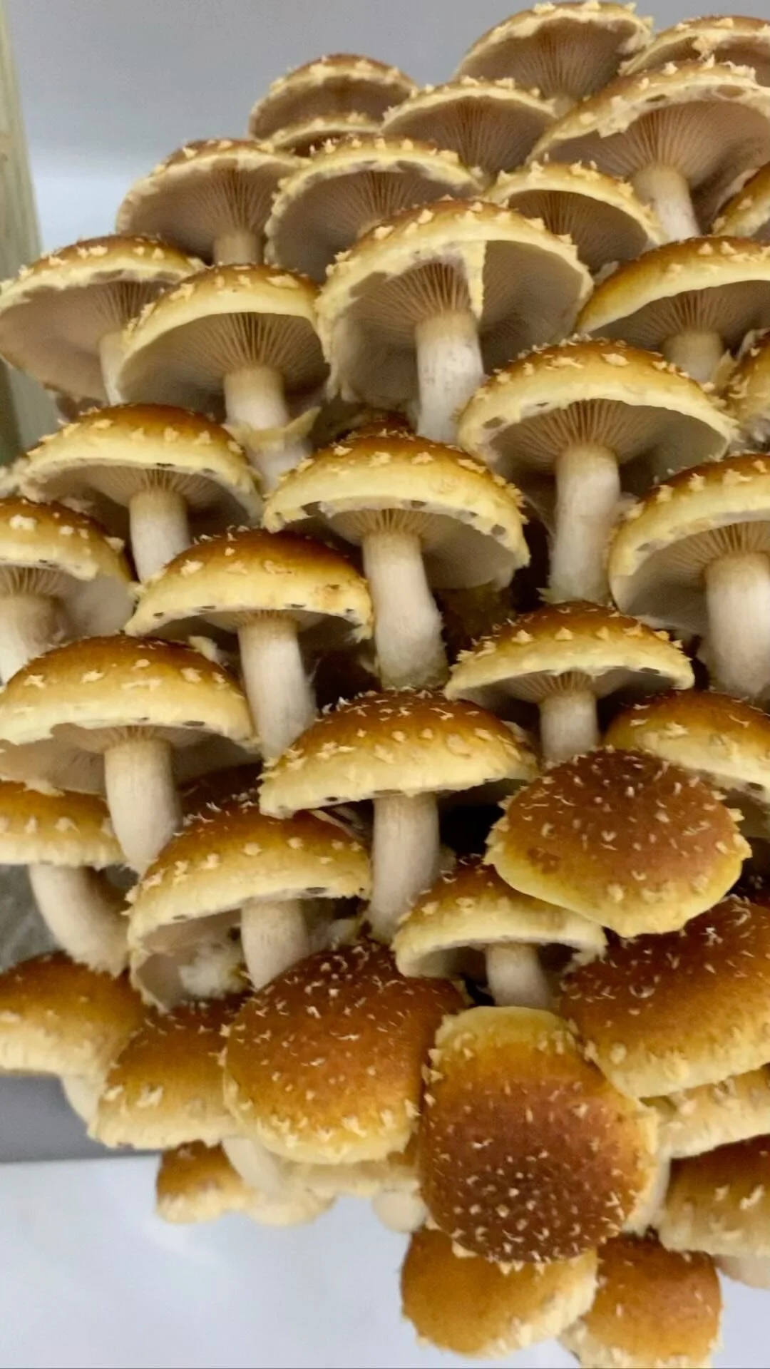 The Space Barn | Gourmet & Medicinal Mushrooms | Shannon, GA