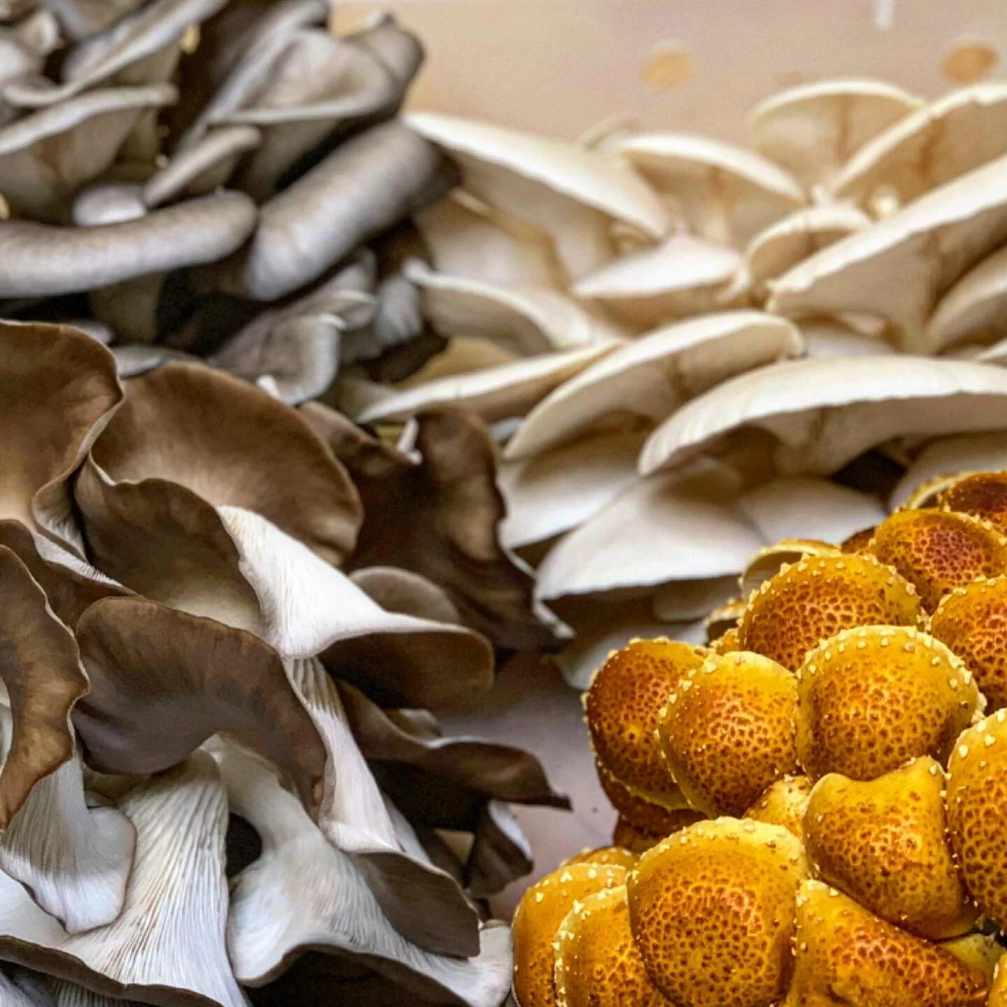 The Space Barn | Gourmet & Medicinal Mushrooms | Shannon, GA