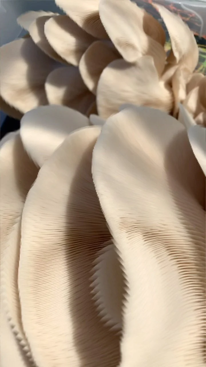 The Space Barn | Gourmet & Medicinal Mushrooms | Shannon, GA