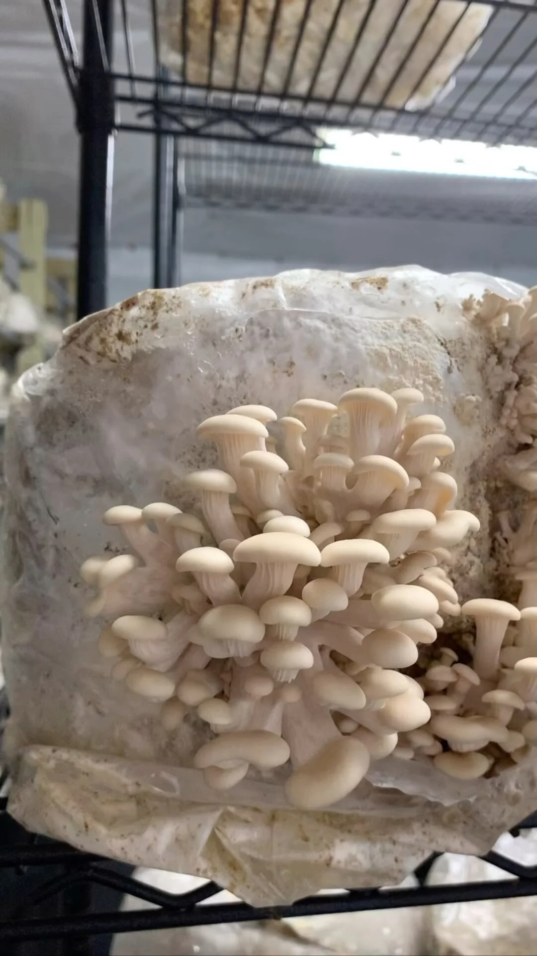 The Space Barn | Gourmet & Medicinal Mushrooms | Shannon, GA