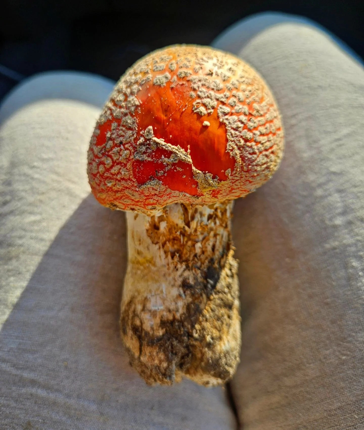 The Space Barn | Gourmet & Medicinal Mushrooms | Shannon, GA