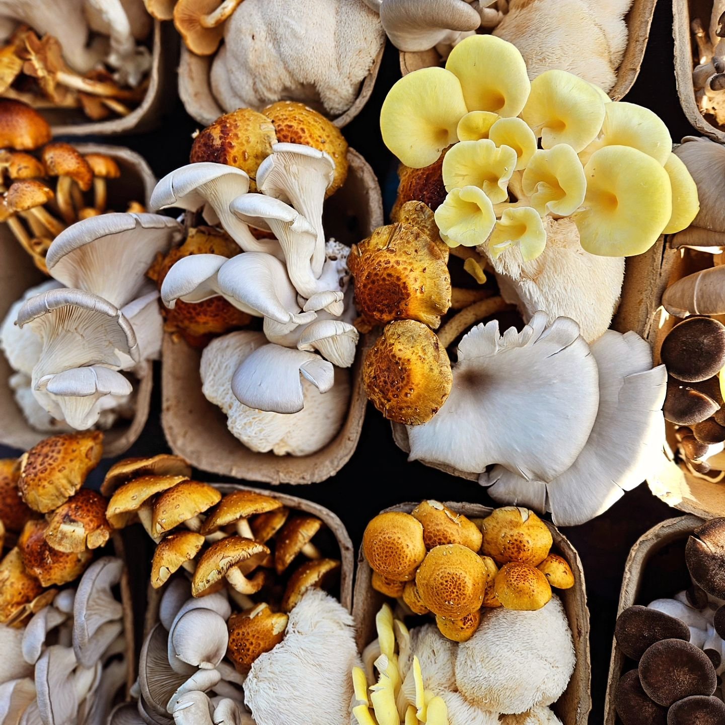 The Space Barn | Gourmet & Medicinal Mushrooms | Shannon, GA