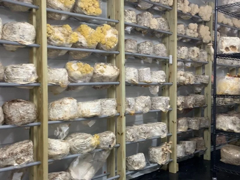 The Space Barn | Gourmet & Medicinal Mushrooms | Shannon, GA