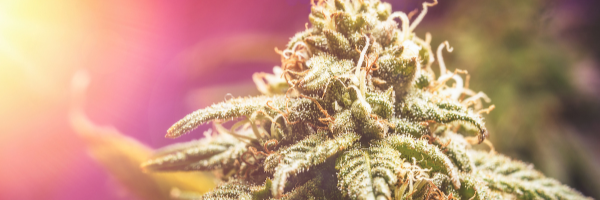 The Truth About Indicas, Sativas, and Hybrids: Why Cannabis Type Doesn ...