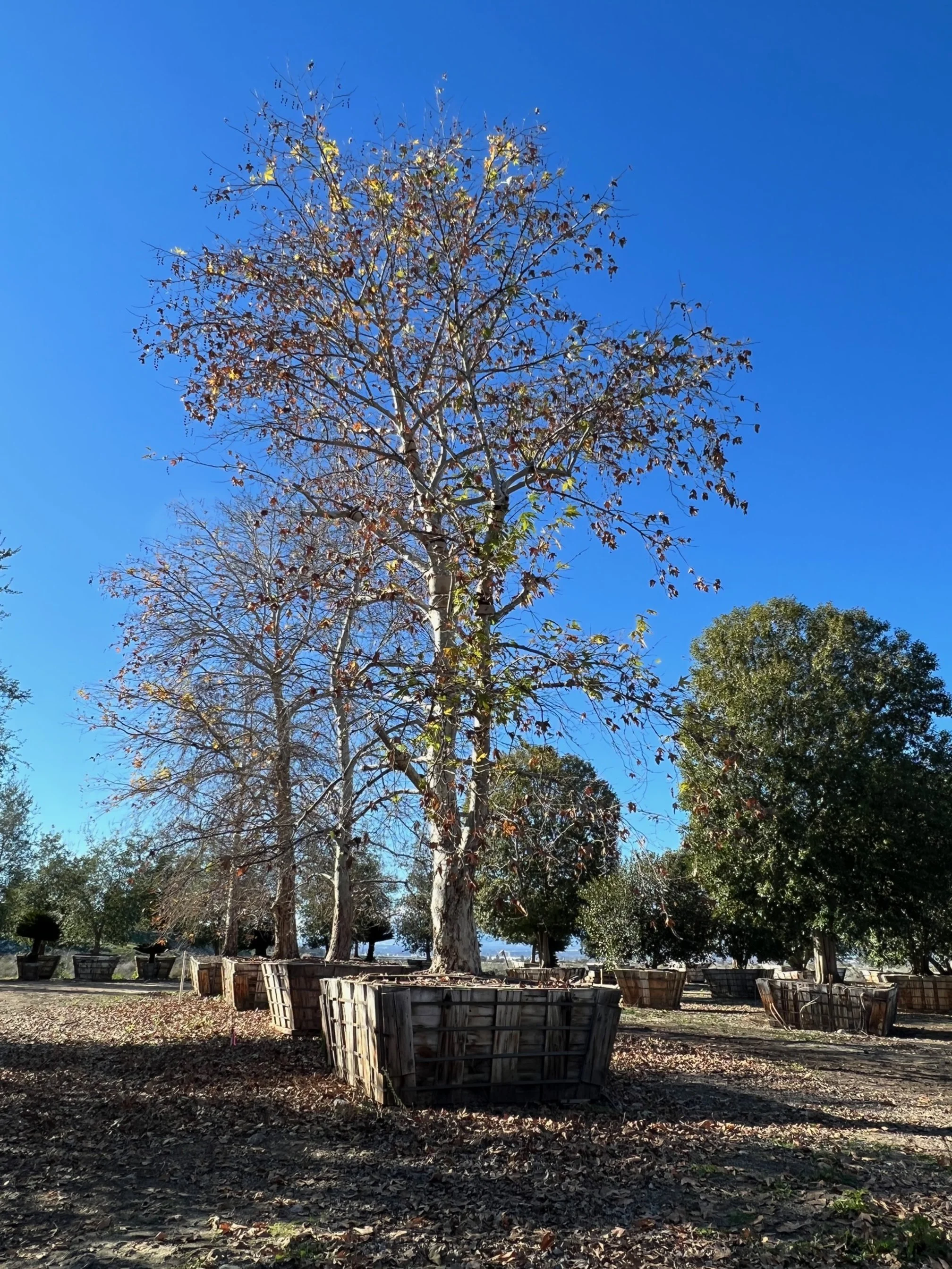 Specimen Trees — D.L. CUNNINGHAM