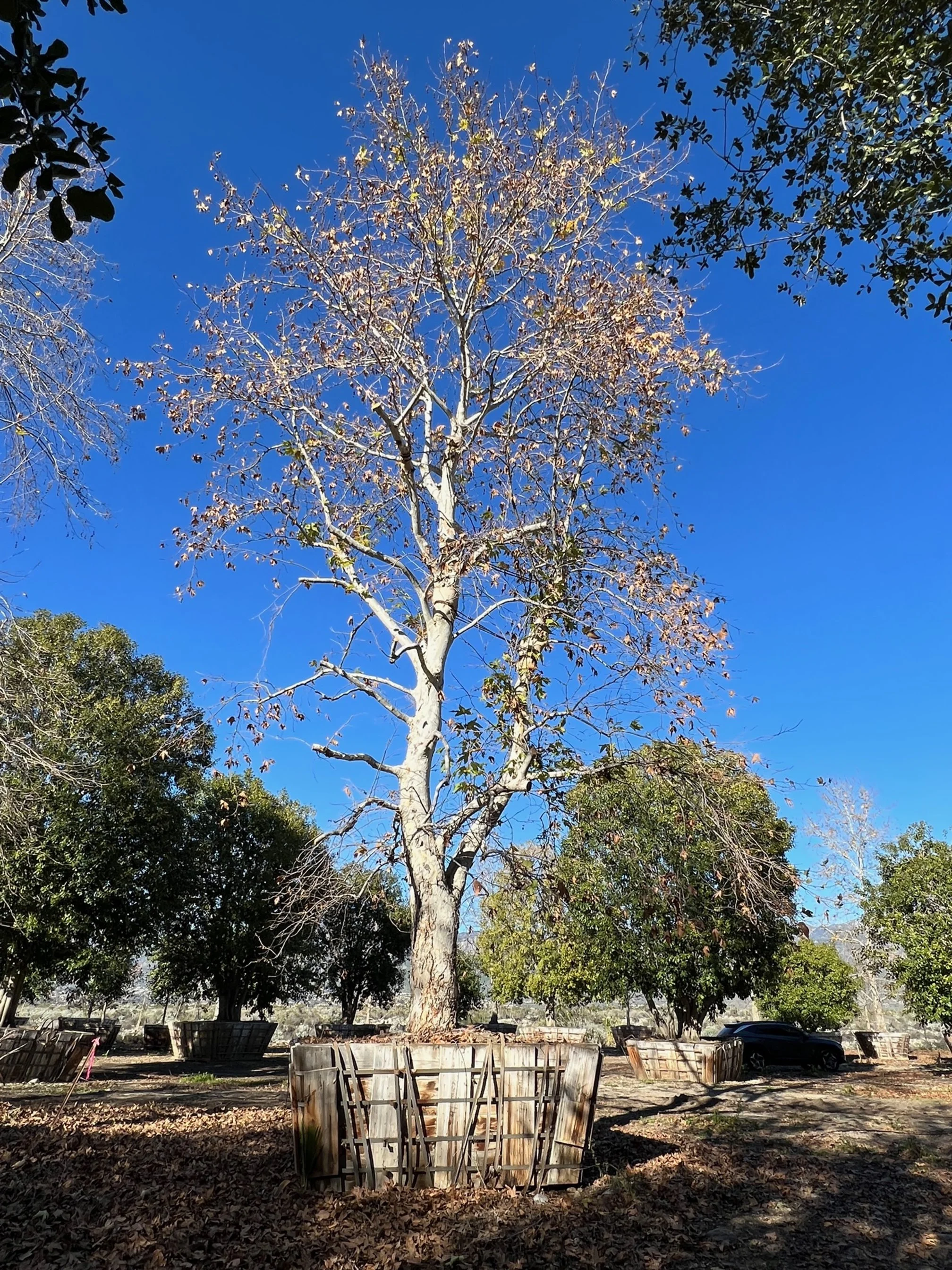 Specimen Trees — D.L. CUNNINGHAM