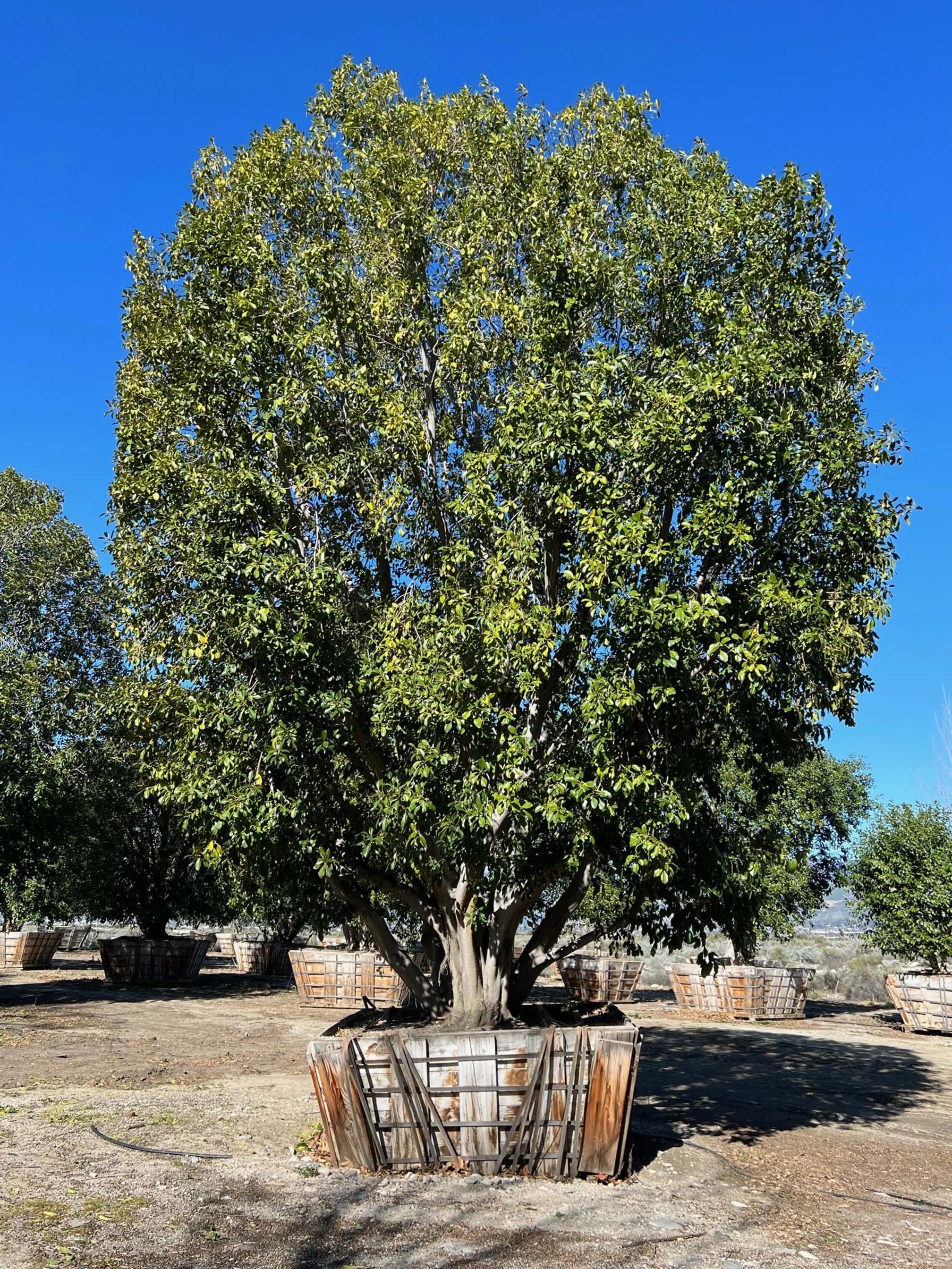 Specimen Trees — D.L. CUNNINGHAM
