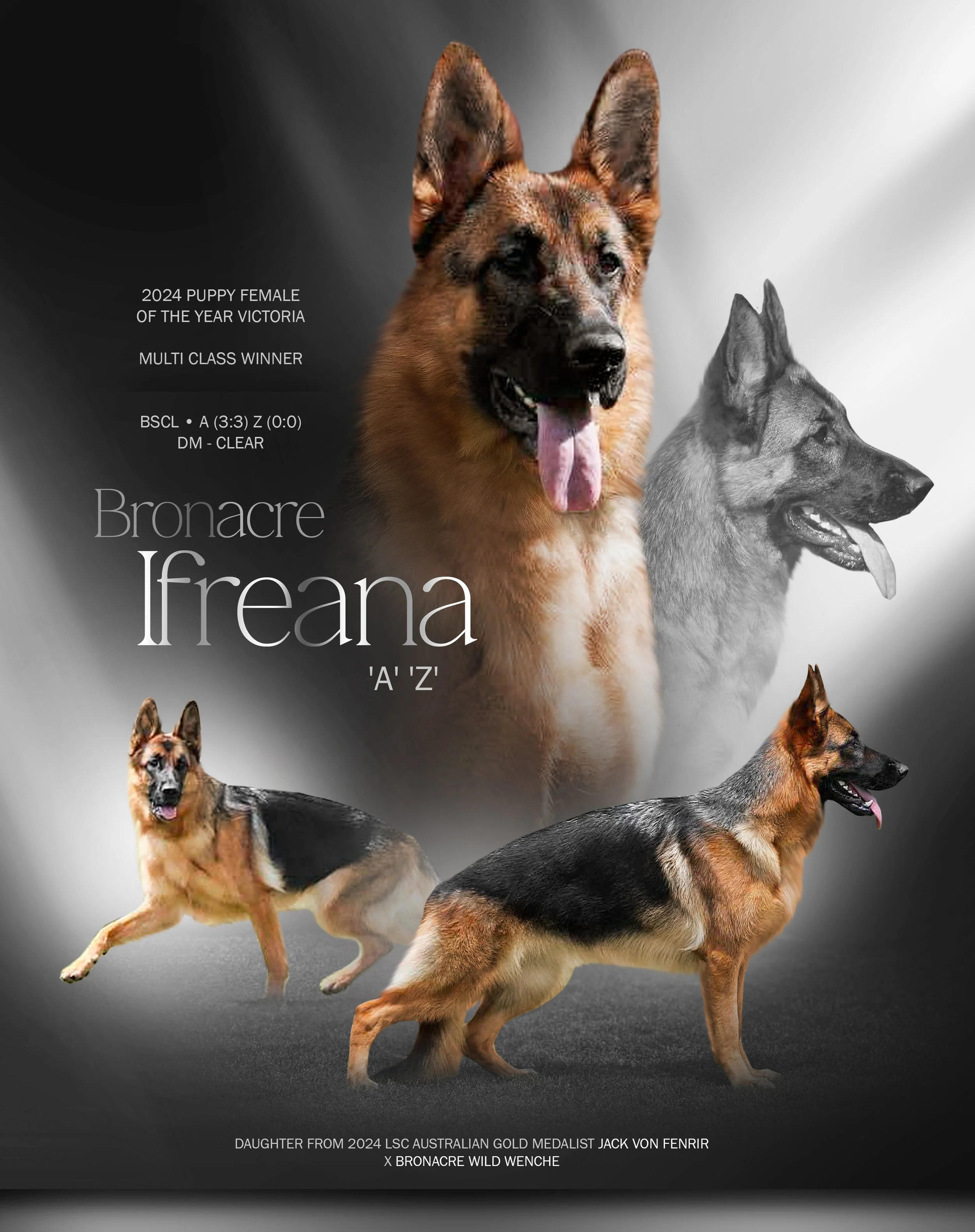 Our Dogs — Lagerfeldt German Shepherds