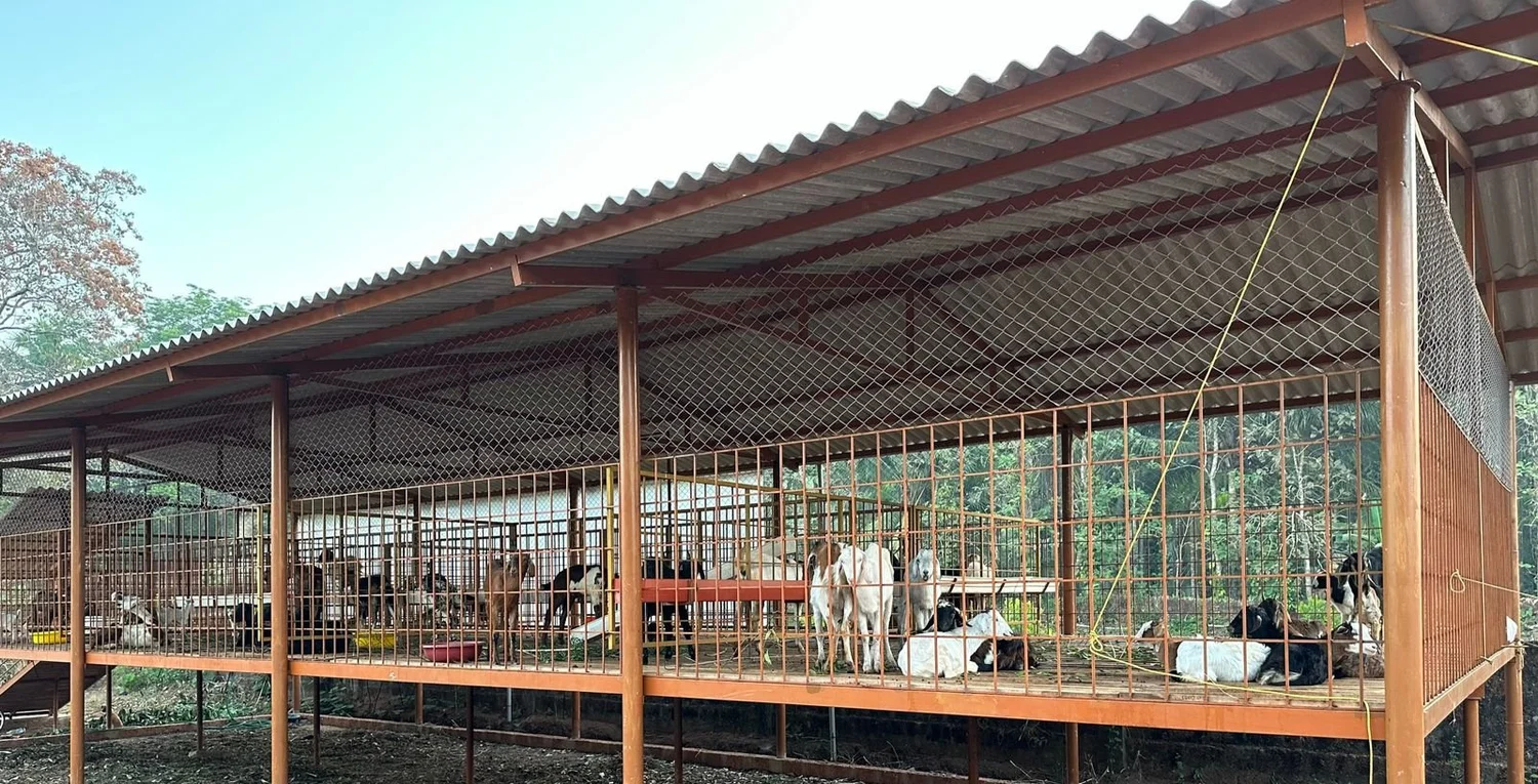 Paladka Goat Farm - Karnataka, "goats for sale in Mangalore - Kadaknath ...