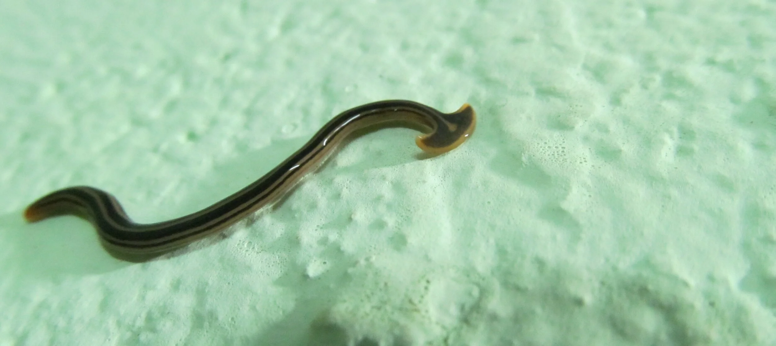 Beware of the Hammerhead Worm in Austin