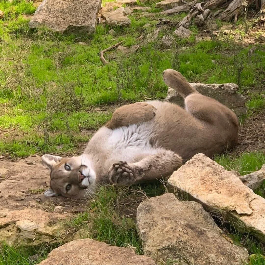 5 Wildlife Viewing Spots Near Austin | Nature Lover's Guide