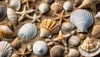 20 Unique Seashells to Find on Texas Beaches: A Collector's Guide