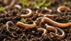 Types of Worms in Texas: Identification and Ecological Roles