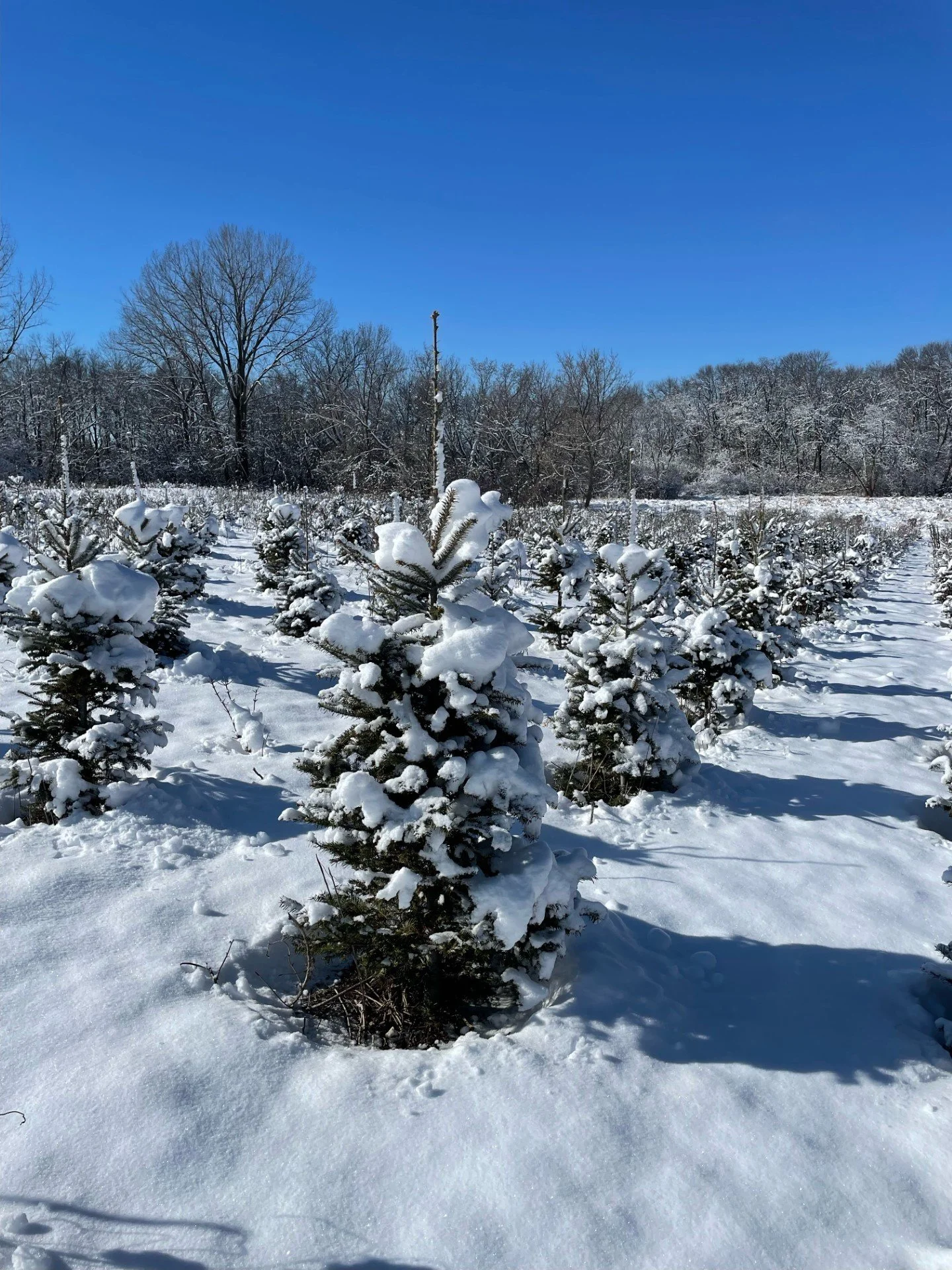 Kavan Family Tree Farm