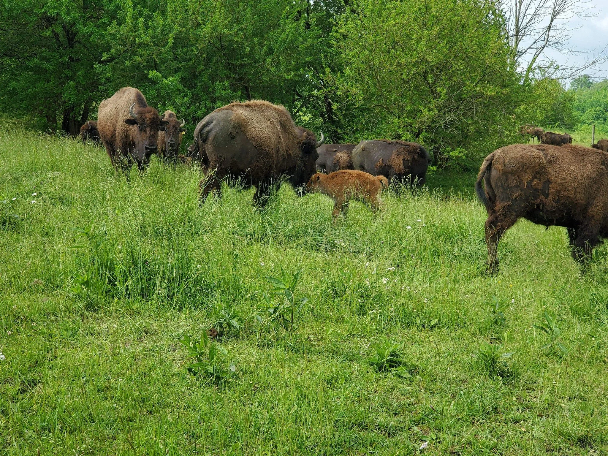 Bison Meat Sales | Feed Bison Farm Tour | Unique Wedding Venue Ohio