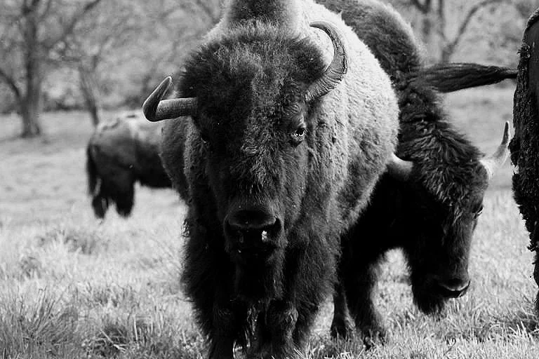 Bison Meat Sales | Feed Bison Farm Tour | Unique Wedding Venue Ohio