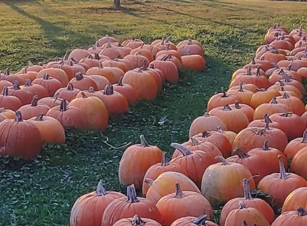 Bison Meat Sales | Feed Bison Farm Tour | Unique Wedding Venue Ohio