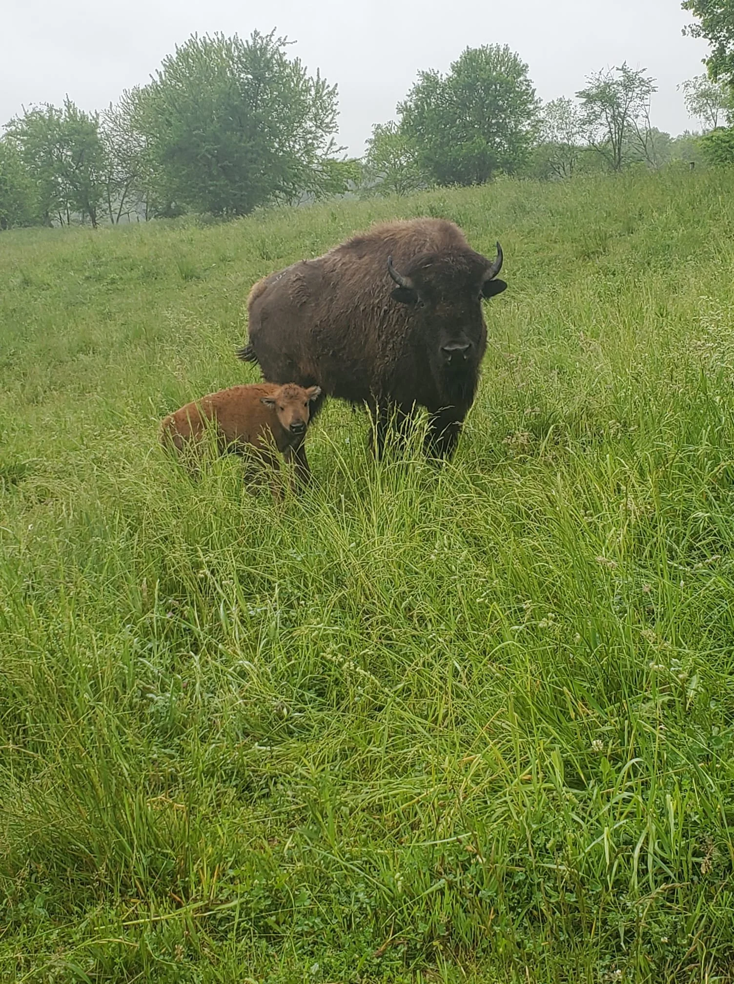 About | Family Owned & Operated | Cadiz, OH — Boss Bison Ranch