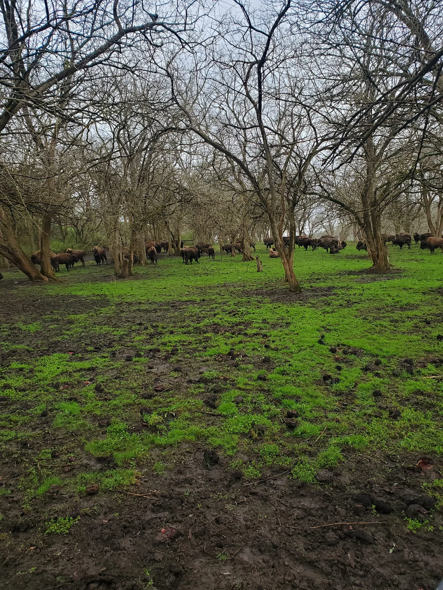 About | Family Owned & Operated | Cadiz, OH — Boss Bison Ranch