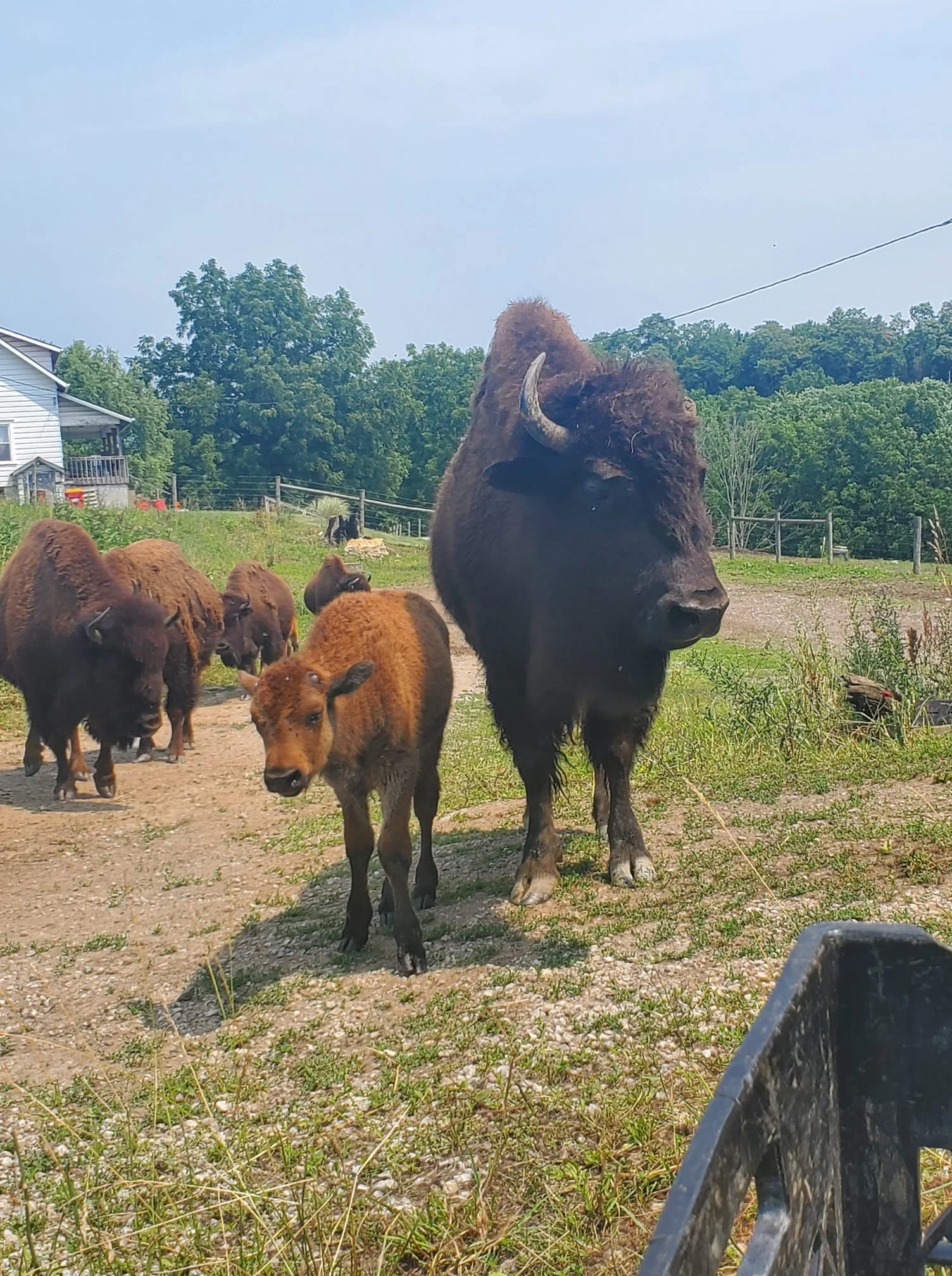 About | Family Owned & Operated | Cadiz, OH — Boss Bison Ranch