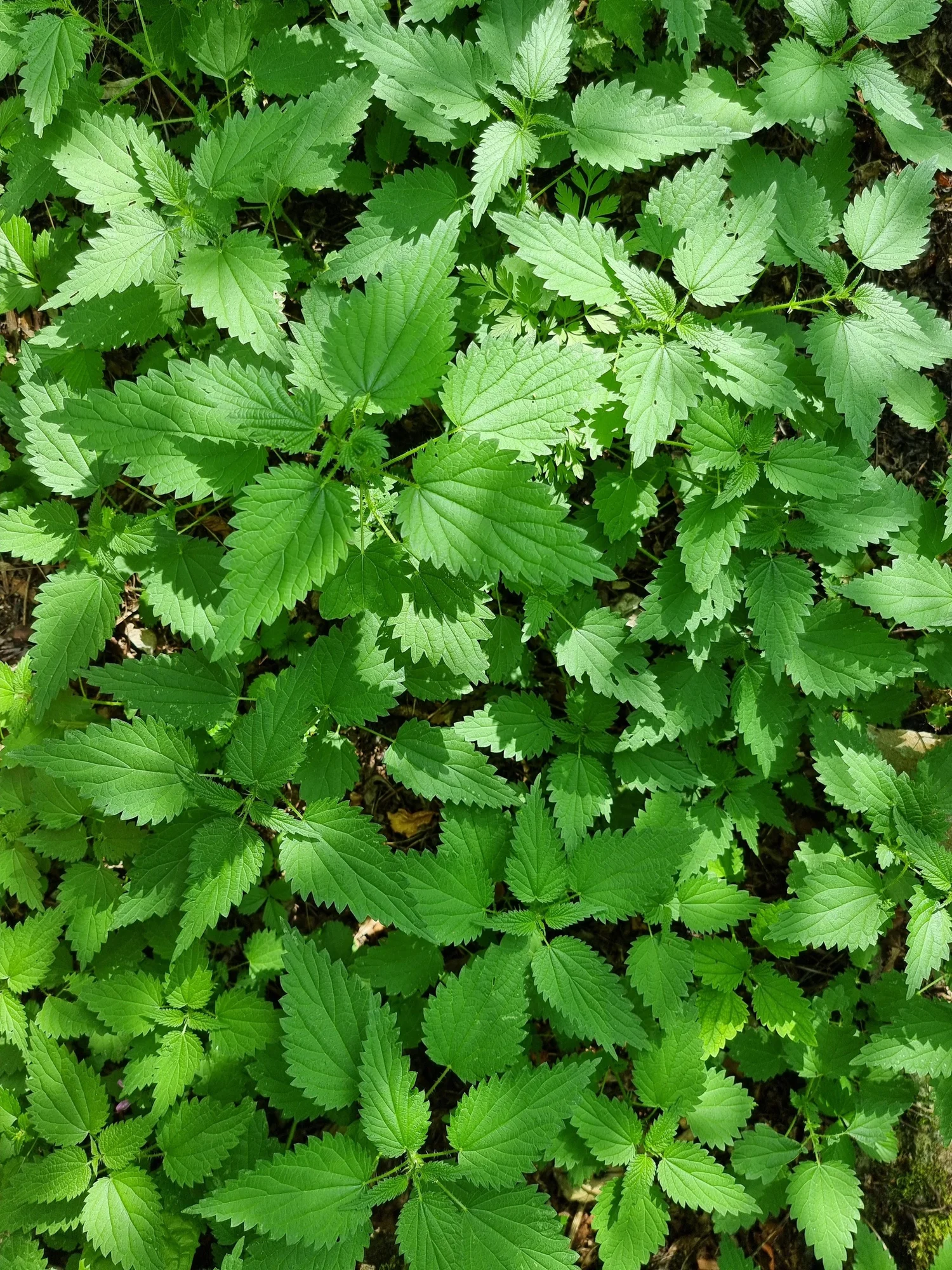Musculoskeletal Support with Herbs — Blue Crow Botanicals