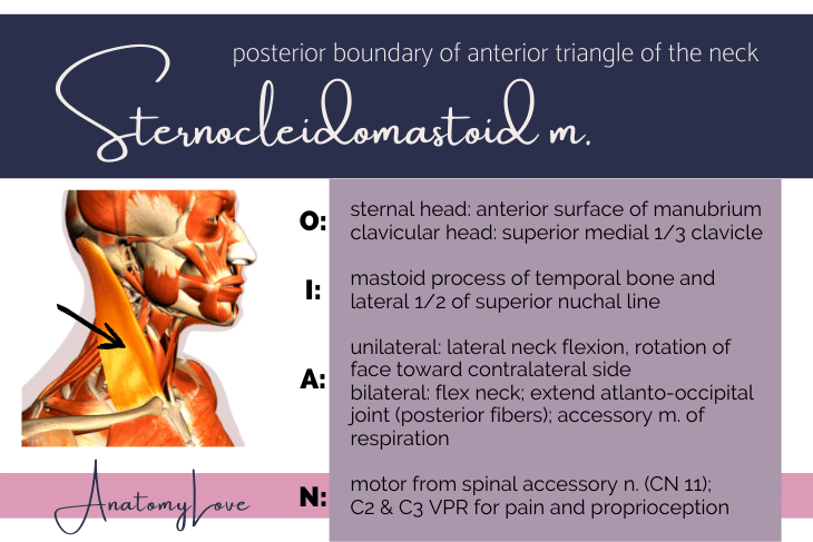 Anterior triangle of the neck — AnatomyLove