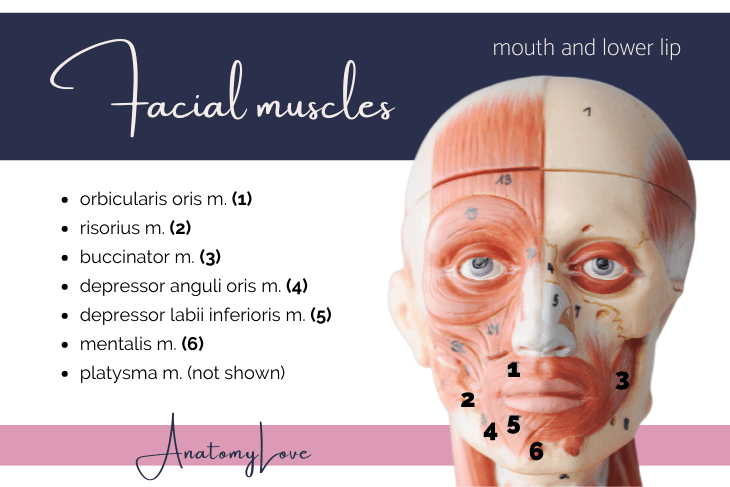 Superficial face and parotid region — AnatomyLove