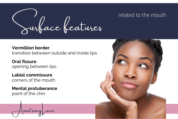Superficial face and parotid region — AnatomyLove