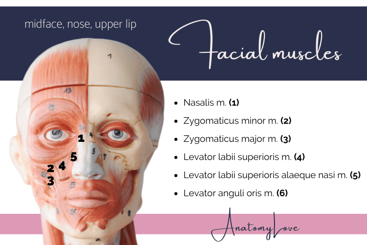 Superficial face and parotid region — AnatomyLove