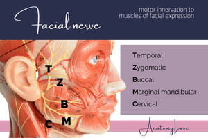 Superficial face and parotid region — AnatomyLove