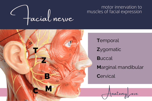 Superficial face and parotid region — AnatomyLove