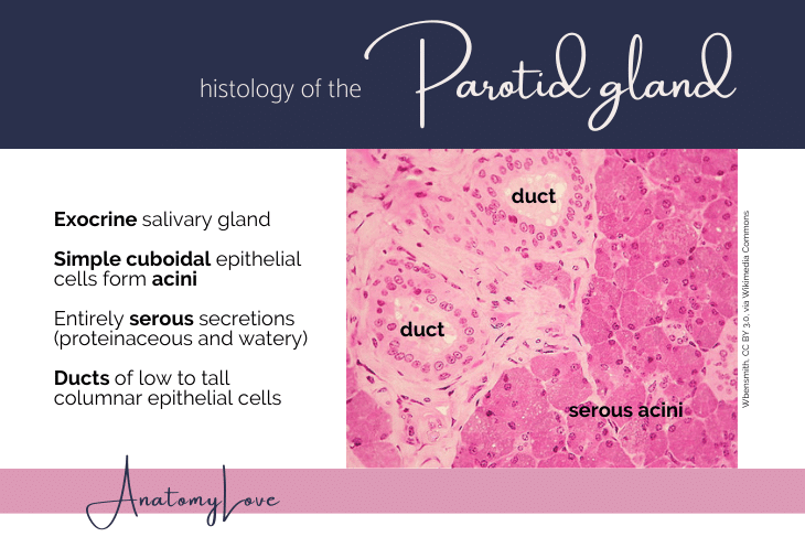Superficial face and parotid region — AnatomyLove