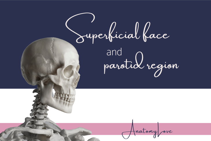 face — Blog — AnatomyLove