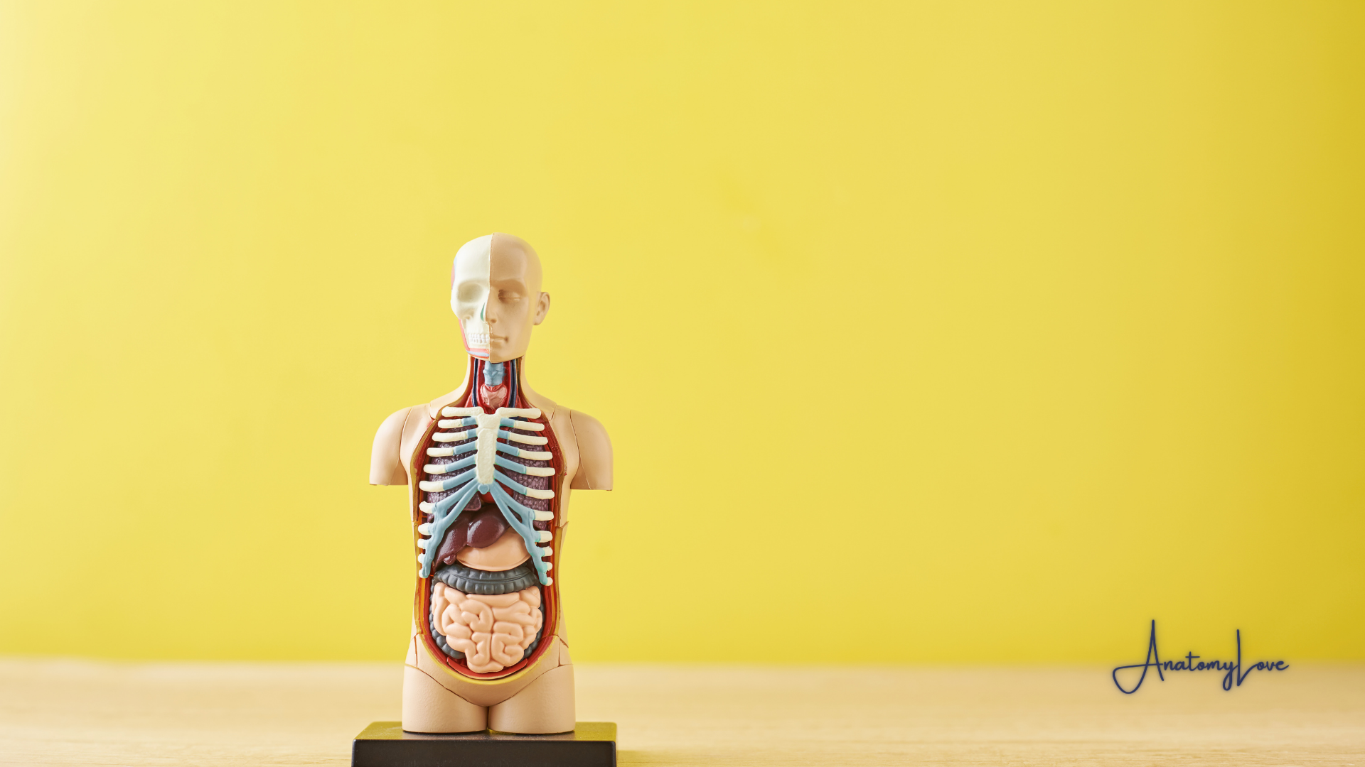 Desktop wallpapers of anatomy and histology — AnatomyLove