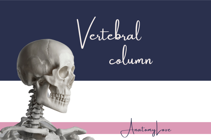 Vertebral column — AnatomyLove