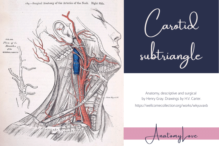 Anterior triangle of the neck — AnatomyLove