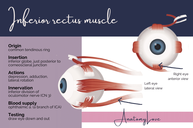 Extraocular muscles — AnatomyLove