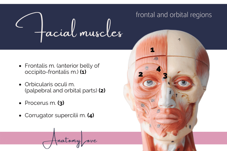 Superficial face and parotid region — AnatomyLove