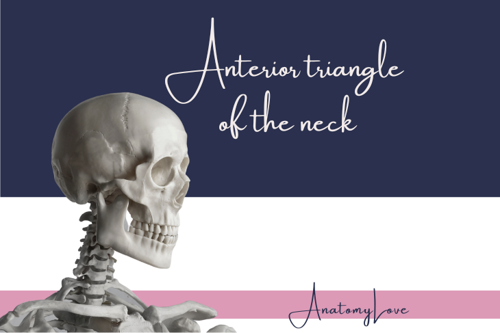 Anterior triangle of the neck — AnatomyLove