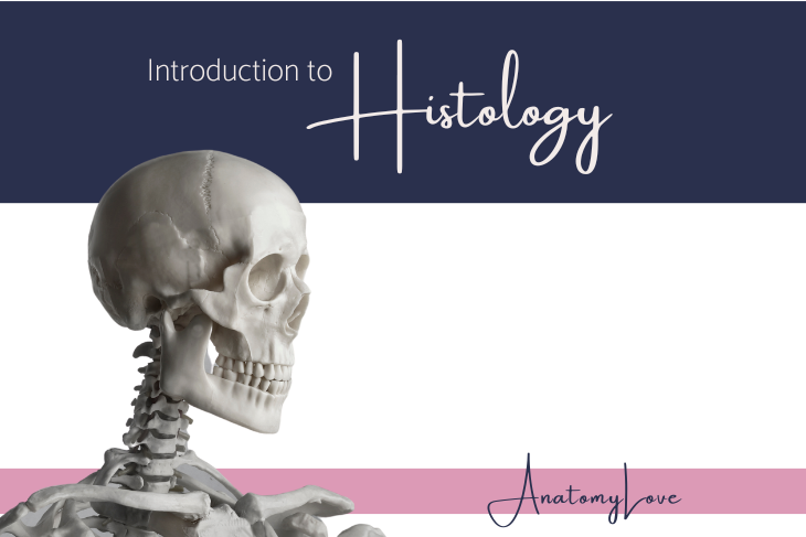 Introduction to Histology — AnatomyLove