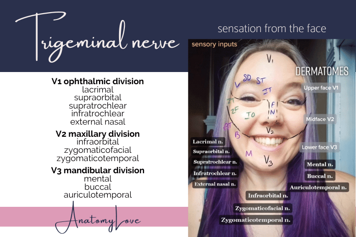Superficial face and parotid region — AnatomyLove