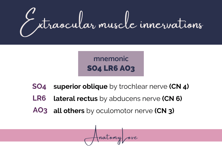 Extraocular muscles — AnatomyLove