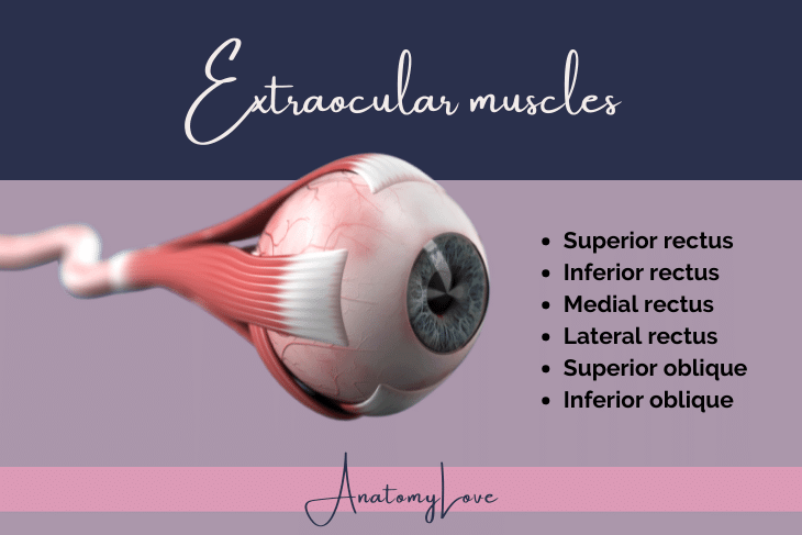 Extraocular muscles — AnatomyLove