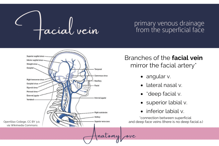 Superficial face and parotid region — AnatomyLove