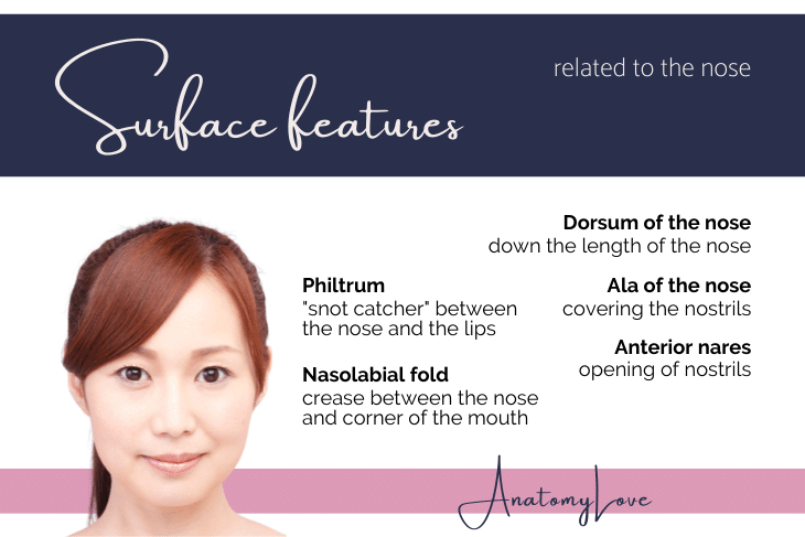 Superficial face and parotid region — AnatomyLove