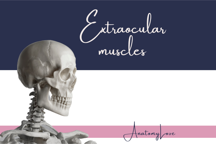 Extraocular muscles — AnatomyLove