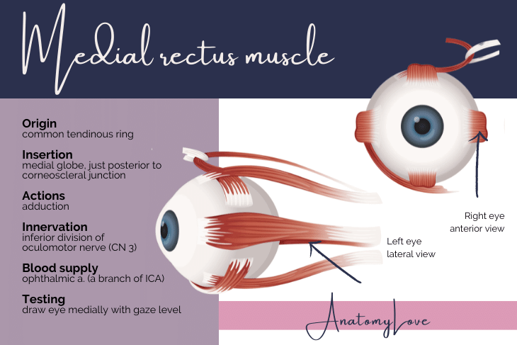 Extraocular muscles — AnatomyLove