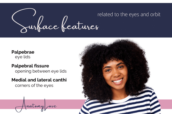 Superficial face and parotid region — AnatomyLove