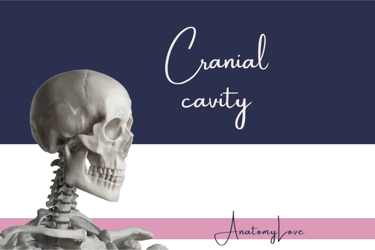 Cranial cavity — AnatomyLove